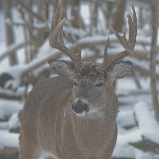 West Virginia Whitetail Deer on allRGB